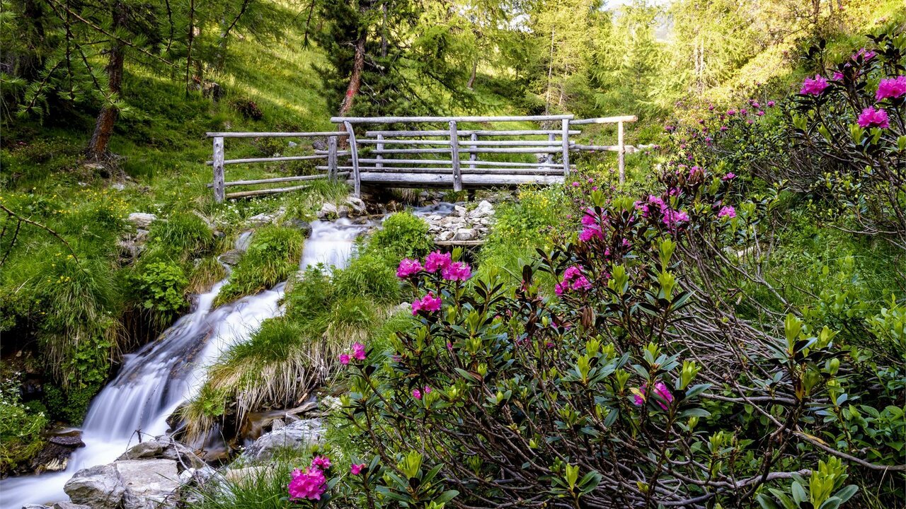 Alpine rose circular hike - Peer.today