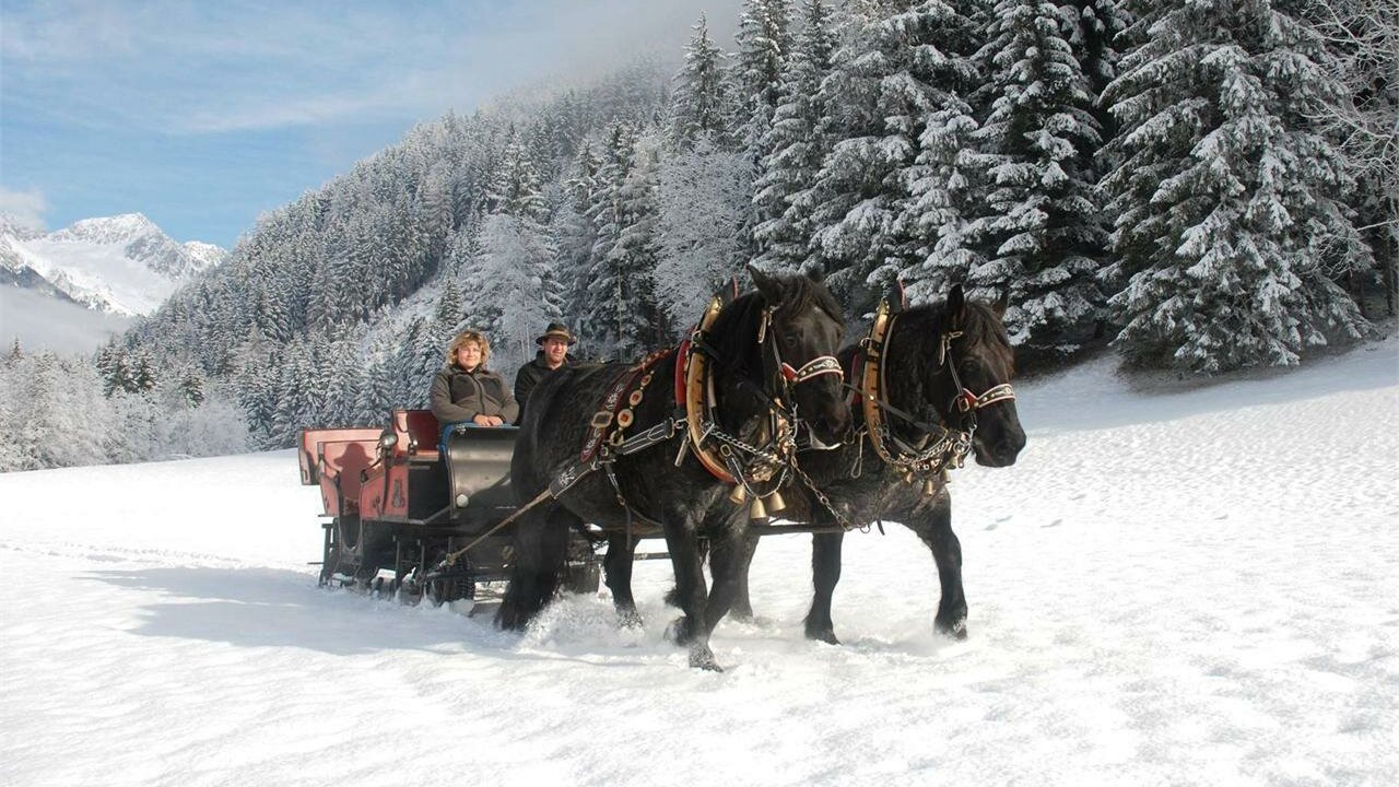 Horse-drawn sleigh rides - Peer.today