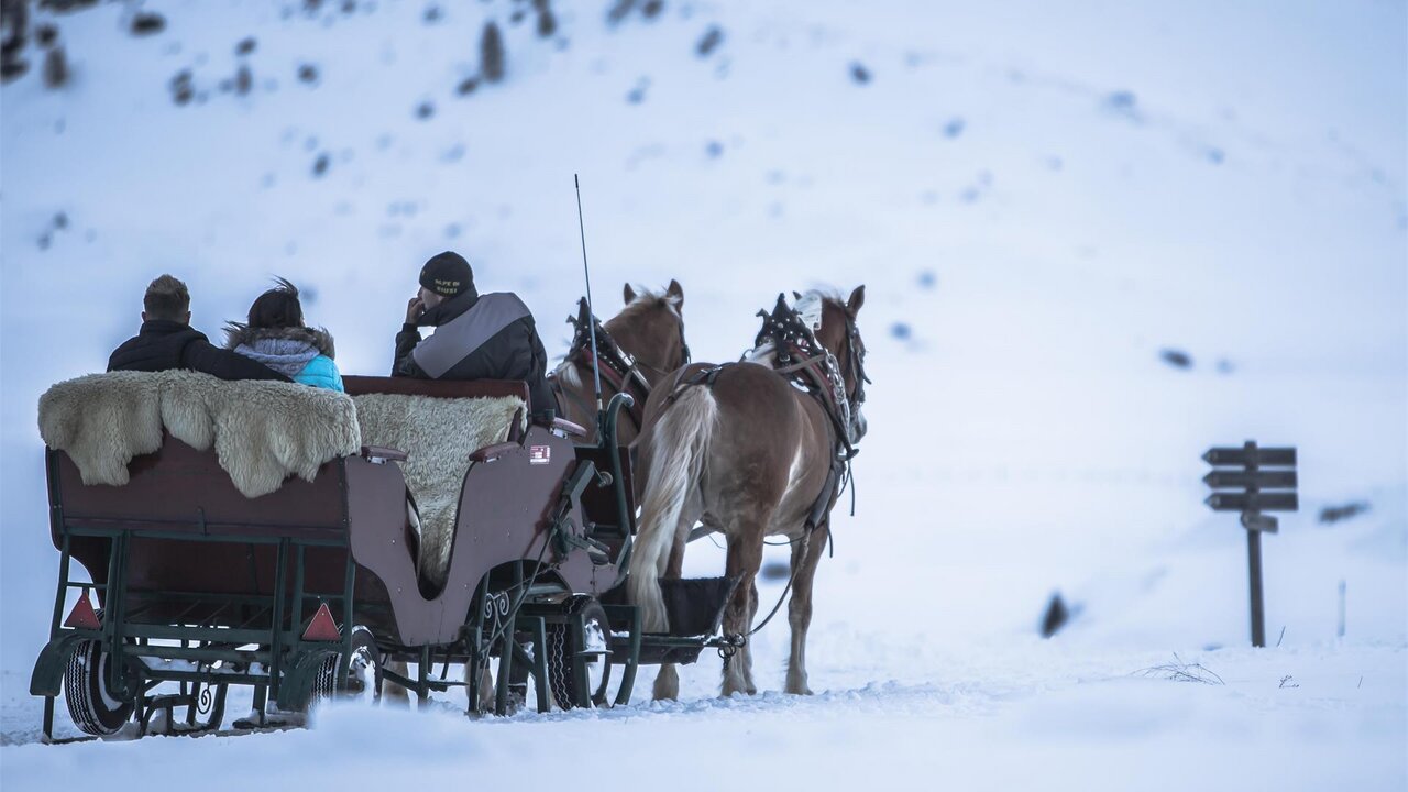 Horse-drawn sleigh ride - Peer.today